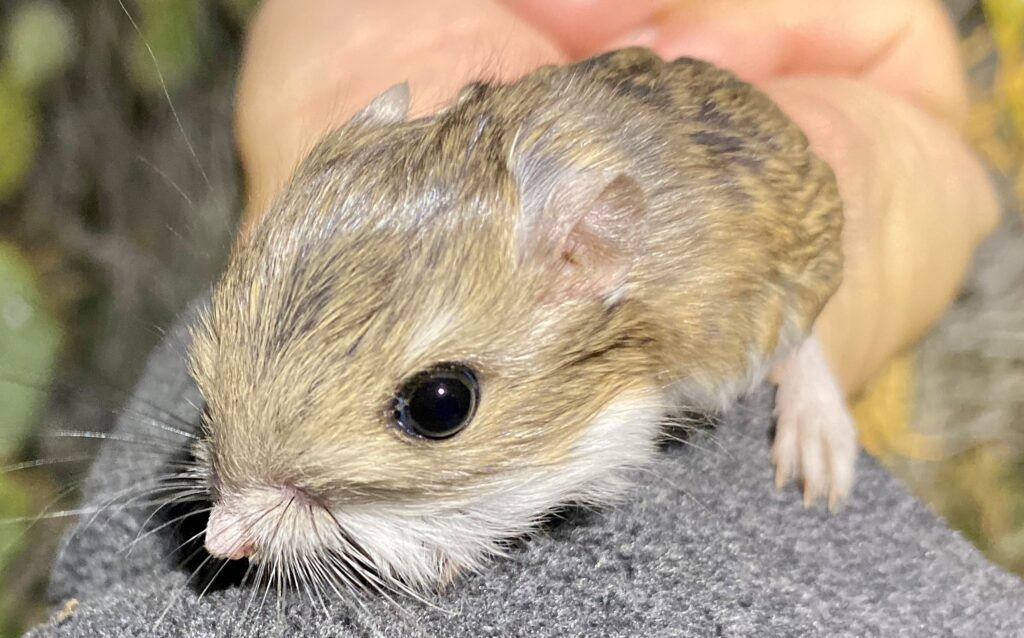 Local Wildlife - City of Redlands